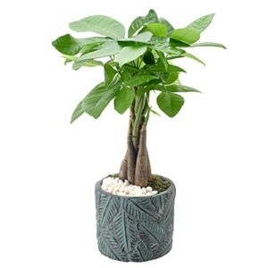 Arcadia Garden Products LV49 Money Tree, Live Indoor Plant in Tropico Leaf Ceramic Planter for Home, Work, or Gift, Blue