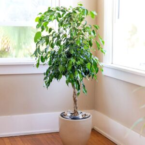 Ficus Benjamina Bonsai Weeping Fig Tree 20+ Seeds for Planting Non-GMO Houseplant