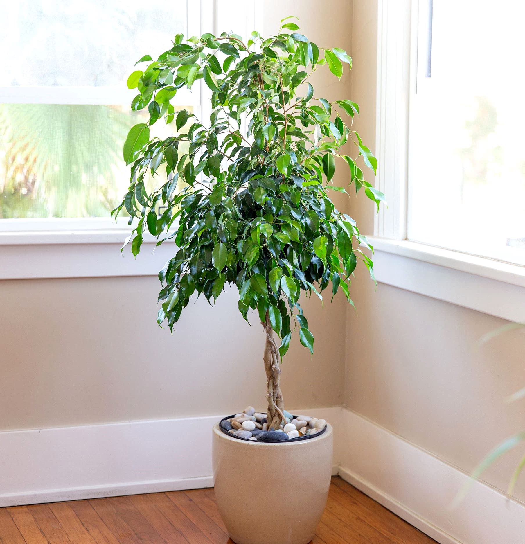 Ficus Benjamina Bonsai Weeping Fig Tree 20+ Seeds for Planting Non-GMO Houseplant