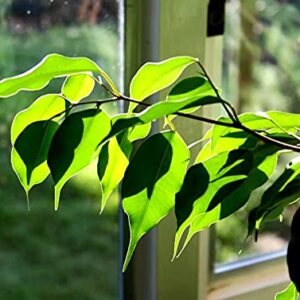 Ficus Benjamina Bonsai Weeping Fig Tree 20+ Seeds for Planting Non-GMO Houseplant