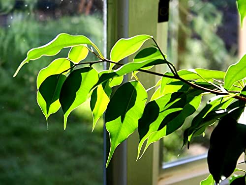 Ficus Benjamina Bonsai Weeping Fig Tree 20+ Seeds for Planting Non-GMO Houseplant