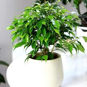 Ficus Benjamina Bonsai Weeping Fig Tree 20+ Seeds for Planting Non-GMO Houseplant