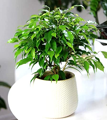 Ficus Benjamina Bonsai Weeping Fig Tree 20+ Seeds for Planting Non-GMO Houseplant