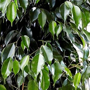 Ficus Benjamina Bonsai Weeping Fig Tree 20+ Seeds for Planting Non-GMO Houseplant