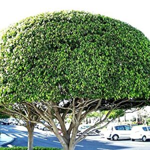 Ficus Benjamina Bonsai Weeping Fig Tree 20+ Seeds for Planting Non-GMO Houseplant