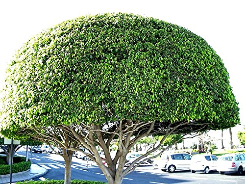 Ficus Benjamina Bonsai Weeping Fig Tree 20+ Seeds for Planting Non-GMO Houseplant