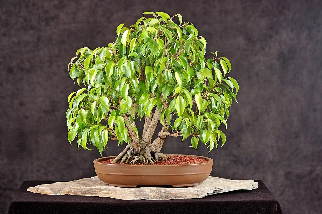 Ficus Benjamina Bonsai Weeping Fig Tree 20+ Seeds for Planting Non-GMO Houseplant