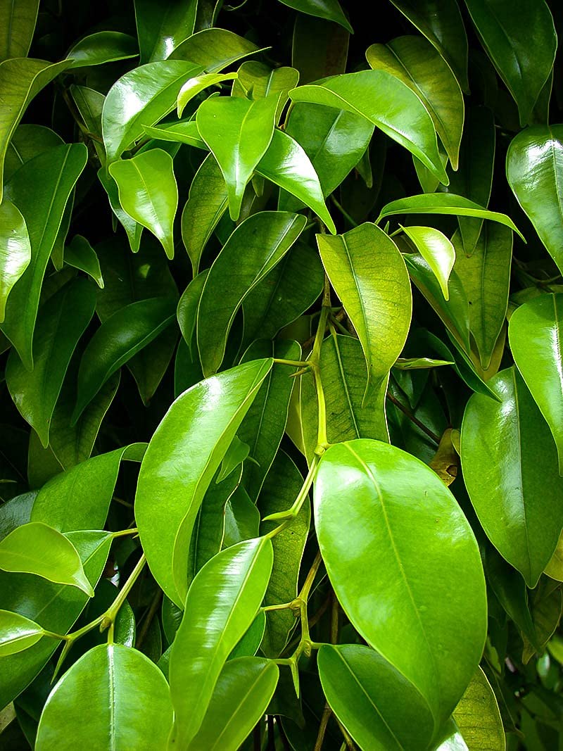 Ficus Benjamina Bonsai Weeping Fig Tree 20+ Seeds for Planting Non-GMO Houseplant