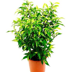 Ficus Benjamina Bonsai Weeping Fig Tree 20+ Seeds for Planting Non-GMO Houseplant