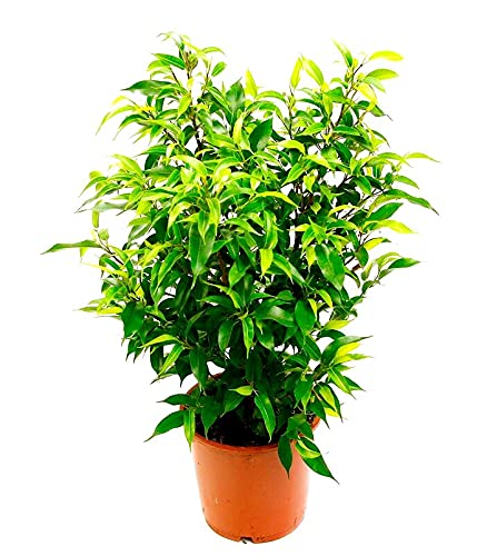 Ficus Benjamina Bonsai Weeping Fig Tree 20+ Seeds for Planting Non-GMO Houseplant