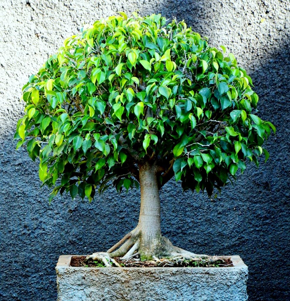 Ficus Benjamina Bonsai Weeping Fig Tree 20+ Seeds for Planting Non-GMO Houseplant