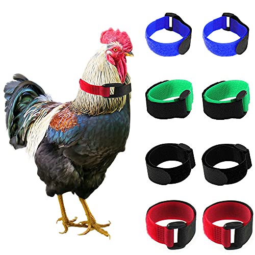 Tkocisa 8 Pack No Crow Rooster Collars, Chicken Collar Anti-Hook Noise Free Neckband No Crow Noise Neck Belt for Roosters - Prevent Chickens from Screaming, Disturbing Neighbors