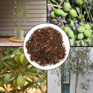 Olive Tree Potting Soil Mix (8 Quarts), for Planting, Repotting, and Growing Olive Bushes/Plants