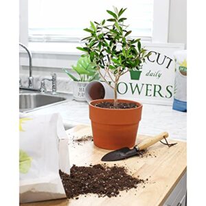 Olive Tree Potting Soil Mix (8 Quarts), for Planting, Repotting, and Growing Olive Bushes/Plants