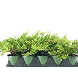 Dwarf Japanese Garden Juniper | 15 Live 4 Inch Pots | Juniperus Procumbens Nana | Drought Tolerant Evergreen Groundcover | Great Plants for Bonsai