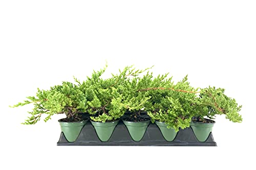 Dwarf Japanese Garden Juniper | 15 Live 4 Inch Pots | Juniperus Procumbens Nana | Drought Tolerant Evergreen Groundcover | Great Plants for Bonsai