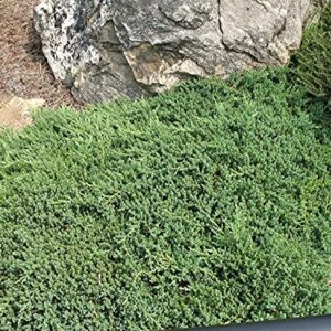 Dwarf Japanese Garden Juniper | 15 Live 4 Inch Pots | Juniperus Procumbens Nana | Drought Tolerant Evergreen Groundcover | Great Plants for Bonsai