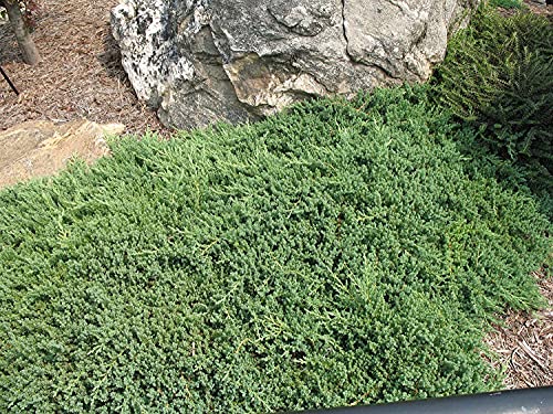 Dwarf Japanese Garden Juniper | 15 Live 4 Inch Pots | Juniperus Procumbens Nana | Drought Tolerant Evergreen Groundcover | Great Plants for Bonsai