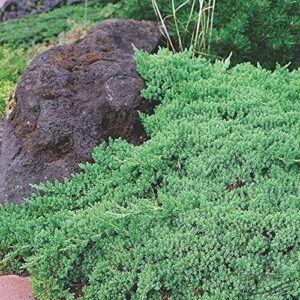 Dwarf Japanese Garden Juniper | 15 Live 4 Inch Pots | Juniperus Procumbens Nana | Drought Tolerant Evergreen Groundcover | Great Plants for Bonsai