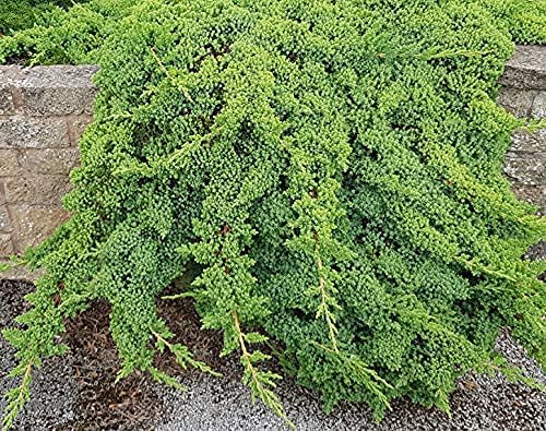 Dwarf Japanese Garden Juniper | 15 Live 4 Inch Pots | Juniperus Procumbens Nana | Drought Tolerant Evergreen Groundcover | Great Plants for Bonsai