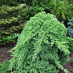 Dwarf Japanese Garden Juniper | 15 Live 4 Inch Pots | Juniperus Procumbens Nana | Drought Tolerant Evergreen Groundcover | Great Plants for Bonsai