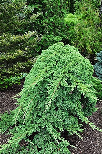 Dwarf Japanese Garden Juniper | 15 Live 4 Inch Pots | Juniperus Procumbens Nana | Drought Tolerant Evergreen Groundcover | Great Plants for Bonsai