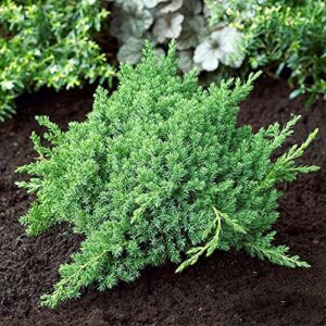 Dwarf Japanese Garden Juniper | 15 Live 4 Inch Pots | Juniperus Procumbens Nana | Drought Tolerant Evergreen Groundcover | Great Plants for Bonsai