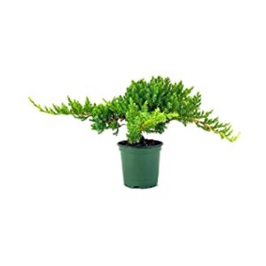 Dwarf Japanese Garden Juniper | 15 Live 4 Inch Pots | Juniperus Procumbens Nana | Drought Tolerant Evergreen Groundcover | Great Plants for Bonsai