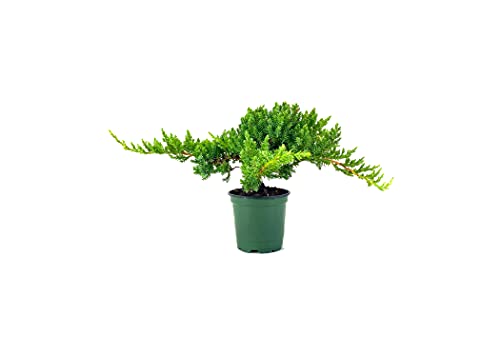 Dwarf Japanese Garden Juniper | 15 Live 4 Inch Pots | Juniperus Procumbens Nana | Drought Tolerant Evergreen Groundcover | Great Plants for Bonsai