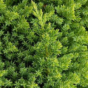 Dwarf Japanese Garden Juniper | 15 Live 4 Inch Pots | Juniperus Procumbens Nana | Drought Tolerant Evergreen Groundcover | Great Plants for Bonsai