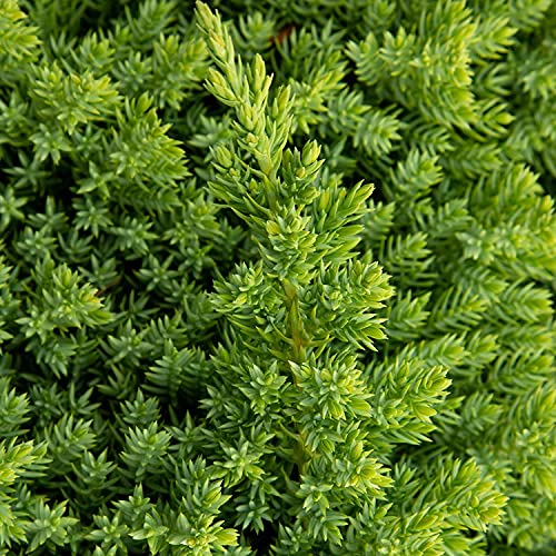 Dwarf Japanese Garden Juniper | 15 Live 4 Inch Pots | Juniperus Procumbens Nana | Drought Tolerant Evergreen Groundcover | Great Plants for Bonsai