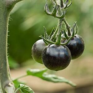 VAACNEE 30pcs European Black Cherry Tomatoes Seeds Sweet Tasty Heirloom Non-GMO Rare Juicy Plant