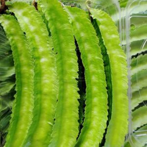 VAACNEE 15pcs Winged Pea Seeds Four Angled Bean Dragon Bean Seeds