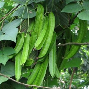 VAACNEE 15pcs Winged Pea Seeds Four Angled Bean Dragon Bean Seeds