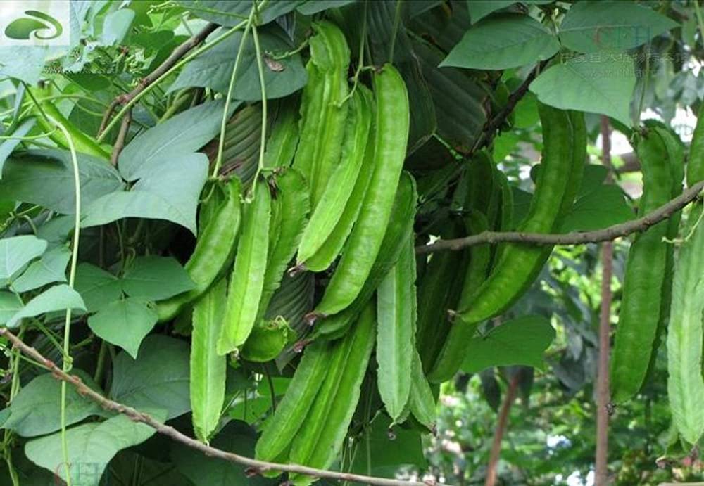 VAACNEE 15pcs Winged Pea Seeds Four Angled Bean Dragon Bean Seeds