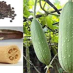 VAACNEE 30 Seeds of Loofah Gourd Sponge (Luffa Aegyptiaca) Annual Plant