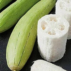 VAACNEE 30 Seeds of Loofah Gourd Sponge (Luffa Aegyptiaca) Annual Plant