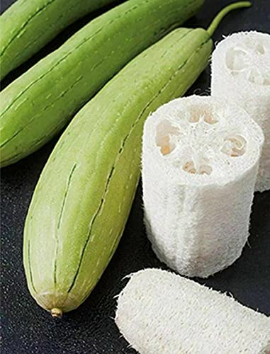 VAACNEE 30 Seeds of Loofah Gourd Sponge (Luffa Aegyptiaca) Annual Plant