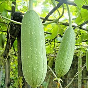 VAACNEE 30 Seeds of Loofah Gourd Sponge (Luffa Aegyptiaca) Annual Plant