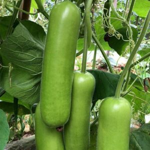 vaacnee 15+long bottle gourd siphon gourd green lagenaria siceraria vegetable seeds