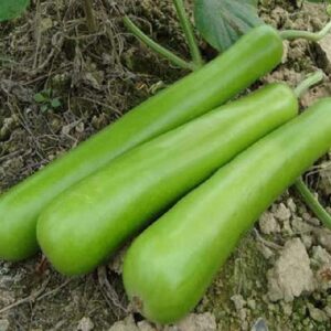 VAACNEE 15+Long Bottle Gourd Siphon Gourd Green Lagenaria Siceraria Vegetable Seeds