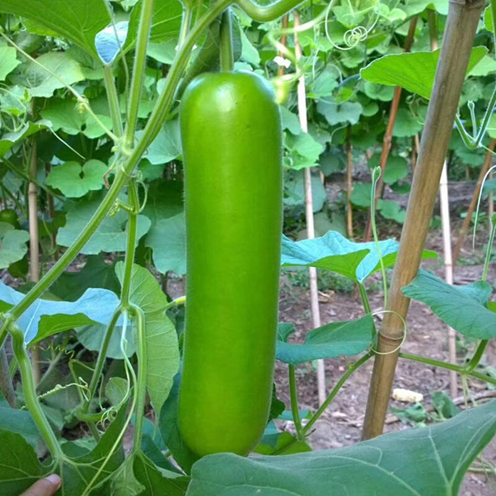 VAACNEE 15+Long Bottle Gourd Siphon Gourd Green Lagenaria Siceraria Vegetable Seeds