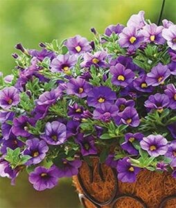 zcbang rare plant flower seed petunia seeds 1000 pcs calibrachoa seeds kabloom denim hybrid