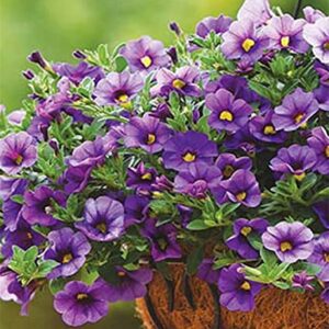 zcbang Rare Plant Flower Seed Petunia Seeds 1000 Pcs Calibrachoa Seeds Kabloom Denim Hybrid