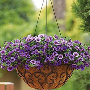 zcbang Rare Plant Flower Seed Petunia Seeds 1000 Pcs Calibrachoa Seeds Kabloom Denim Hybrid