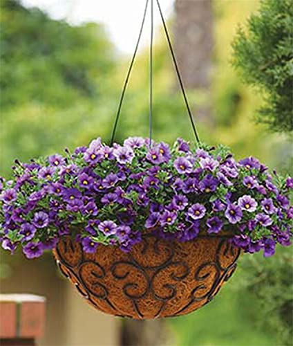 zcbang Rare Plant Flower Seed Petunia Seeds 1000 Pcs Calibrachoa Seeds Kabloom Denim Hybrid