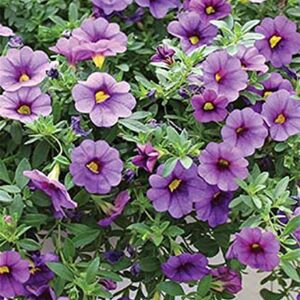 zcbang Rare Plant Flower Seed Petunia Seeds 1000 Pcs Calibrachoa Seeds Kabloom Denim Hybrid