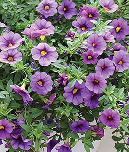 zcbang Rare Plant Flower Seed Petunia Seeds 1000 Pcs Calibrachoa Seeds Kabloom Denim Hybrid