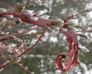 rare japanese fantail willow cutting to grow - amazing curling, fasciated stems