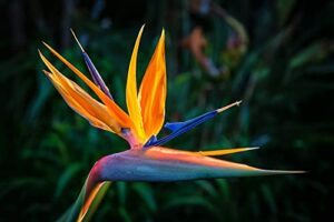 orange bird of paradise flower seeds - 5 seeds to grow - great indoor tropical plant or bonsai - strelitzia reginae